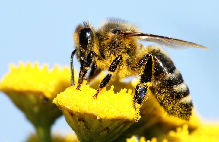 ¿Podría ser esto una Súper Abeja?