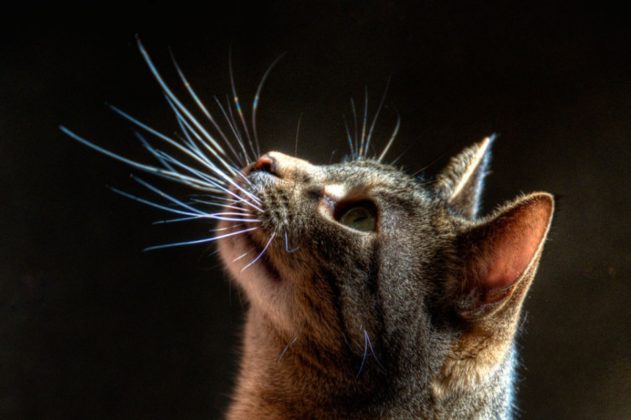 ¿Por Qué muchos Animales tienen Bigotes?