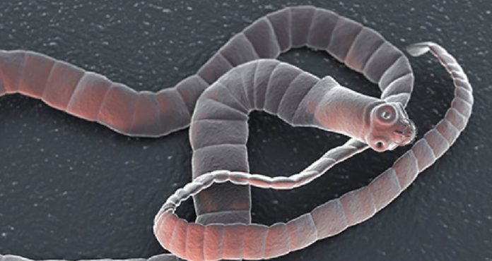 La Horrible y Asquerosa Dieta de la Tenia en la era Victoriana