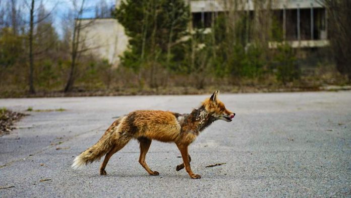 La Increíble Realidad de los Animales de Chernobyl