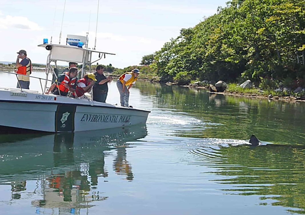 El Caso del Tiburón Blanco del Lago Naushon