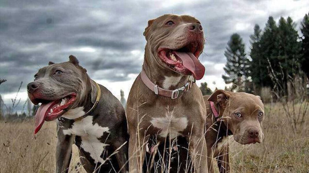 6 Curiosidades que no Sabías de los Pit Bulls